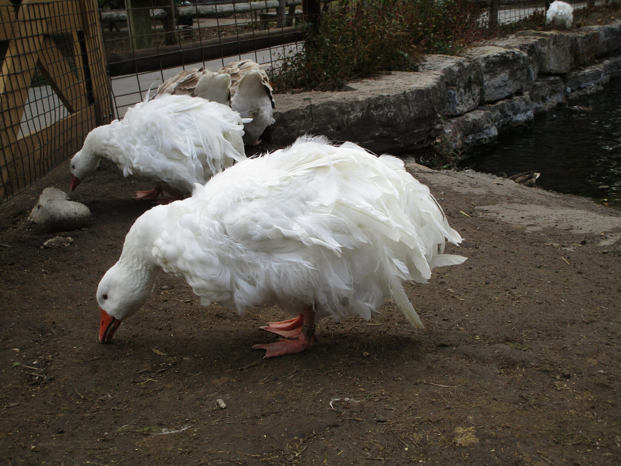 Raising Geese for Meat: A Home-Grown Holiday Goose - Backyard Poultry